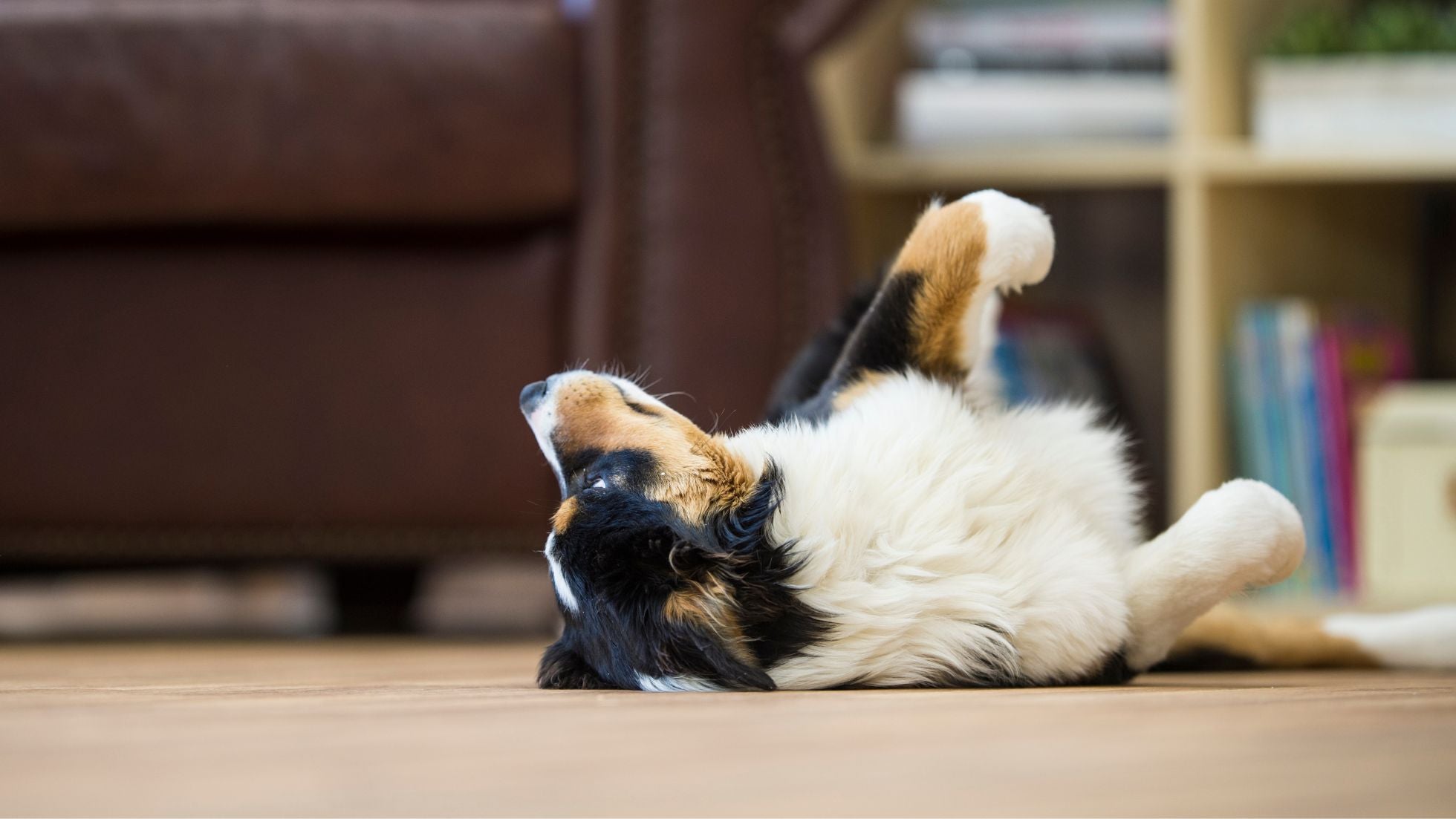 How to Teach Your Dog to Roll Over – Truman Barkus